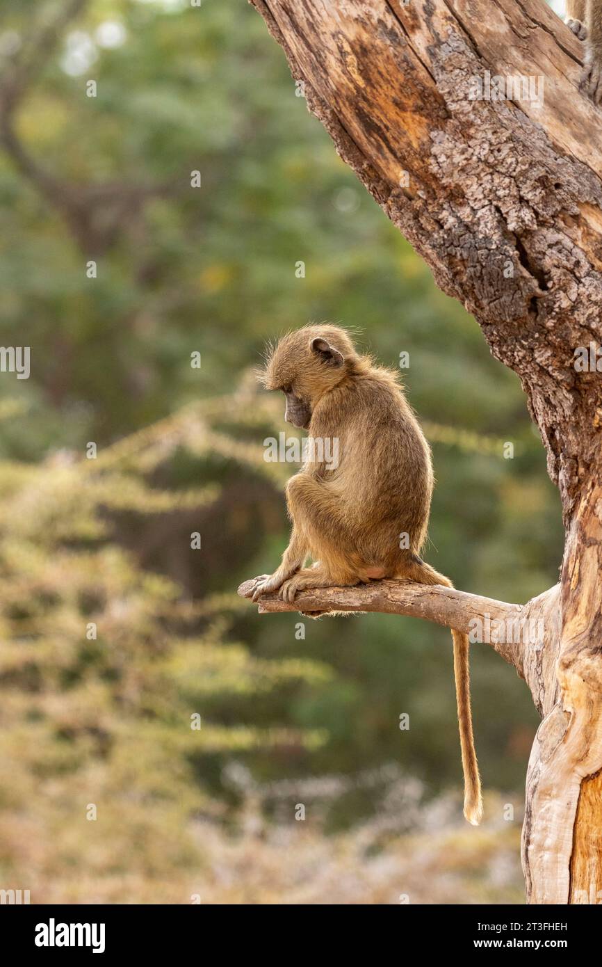 Kenya, Amboseli national park, yellow baboon (Papio hamadryas ...