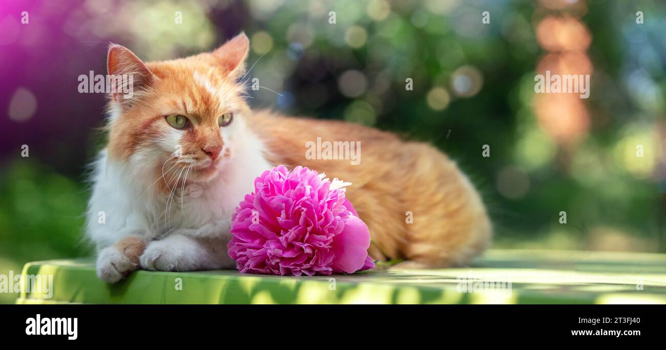 Cute white-orange longhair cat relaxing outdoors in the summer garden ...