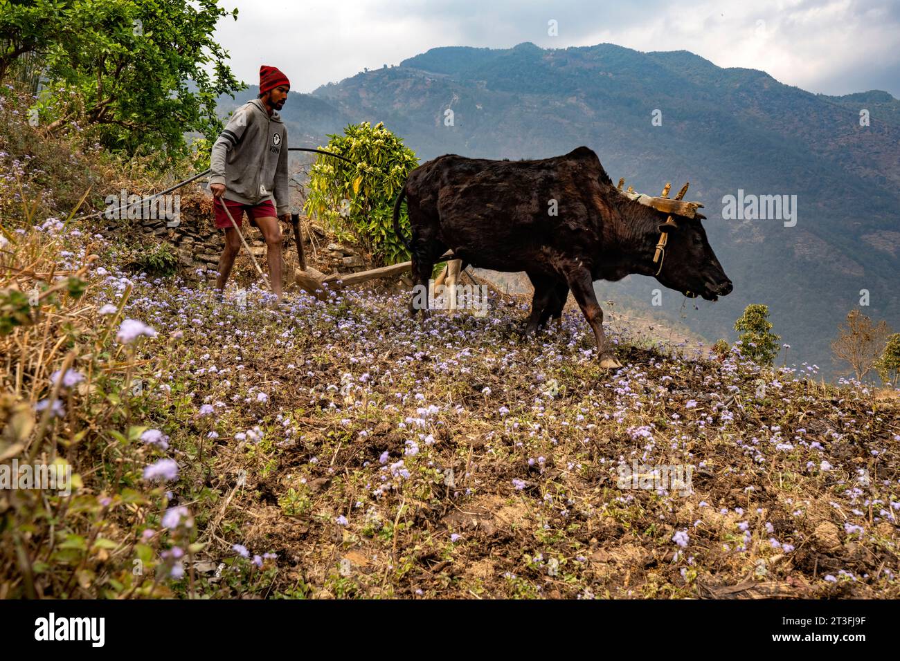 Nepal, Parbat district, Durlung Stock Photo - Alamy