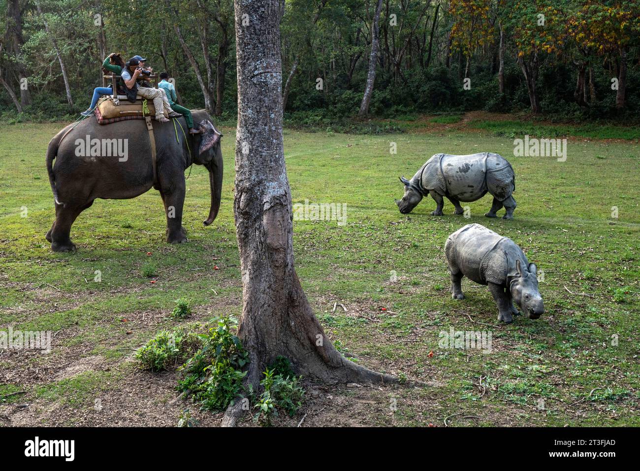Nepal, Terai province, Chitwan National Park, photo safari on elephant ...