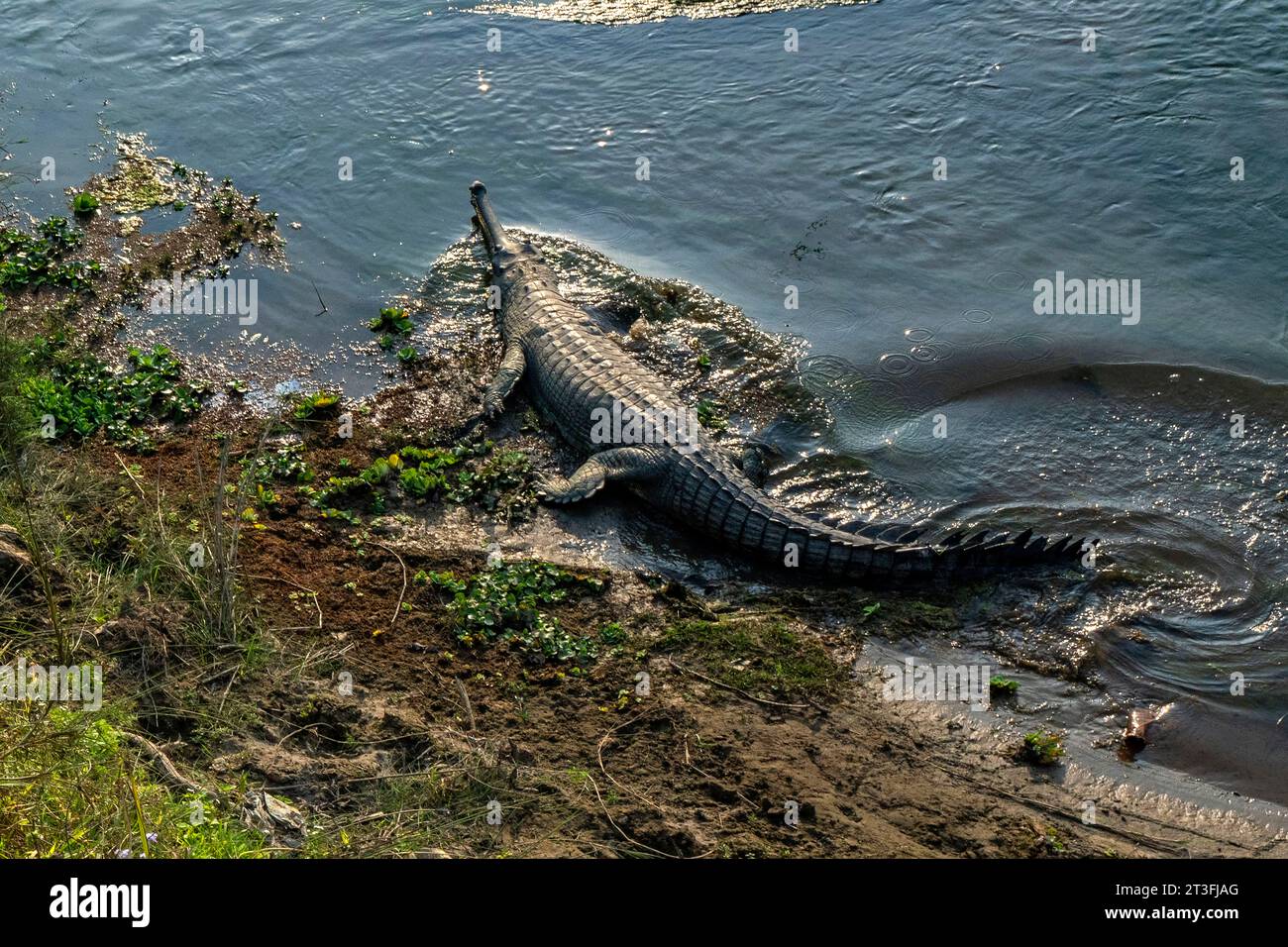 Nepal, Terai province, Chitwan National Park, gharial crocodile Stock ...