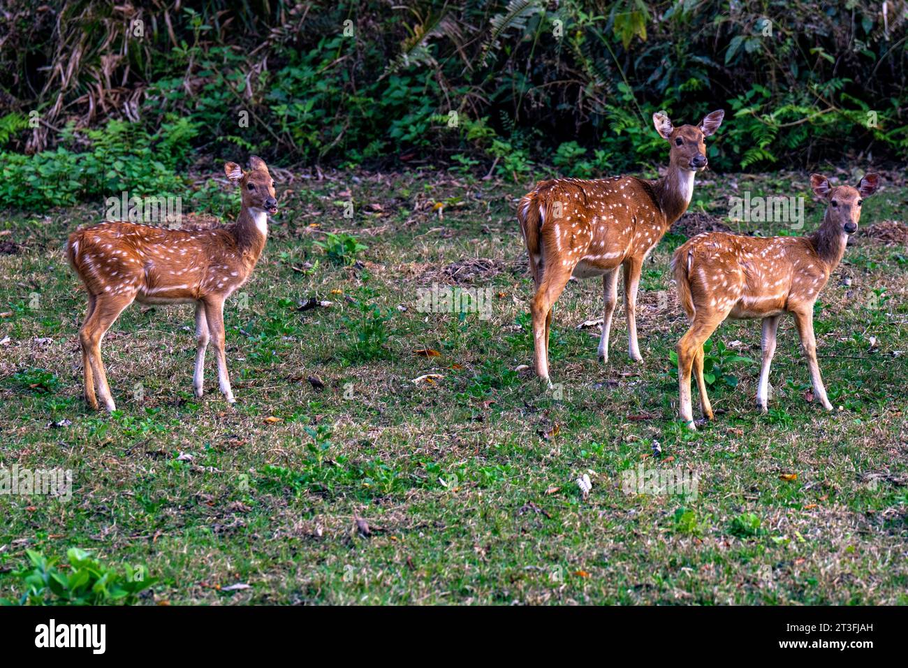 Nepal, Terai province, Chitwan National Park, antelopes Stock Photo - Alamy