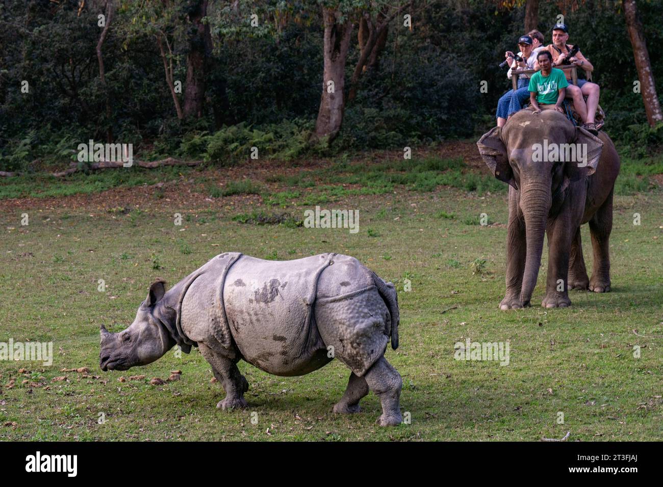 Nepal, Terai province, Chitwan National Park, photo safari on elephant ...