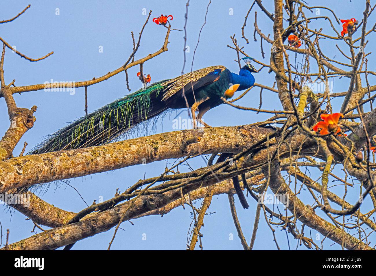 Nepal, Terai province, Chitwan National Park, peacock Stock Photo - Alamy