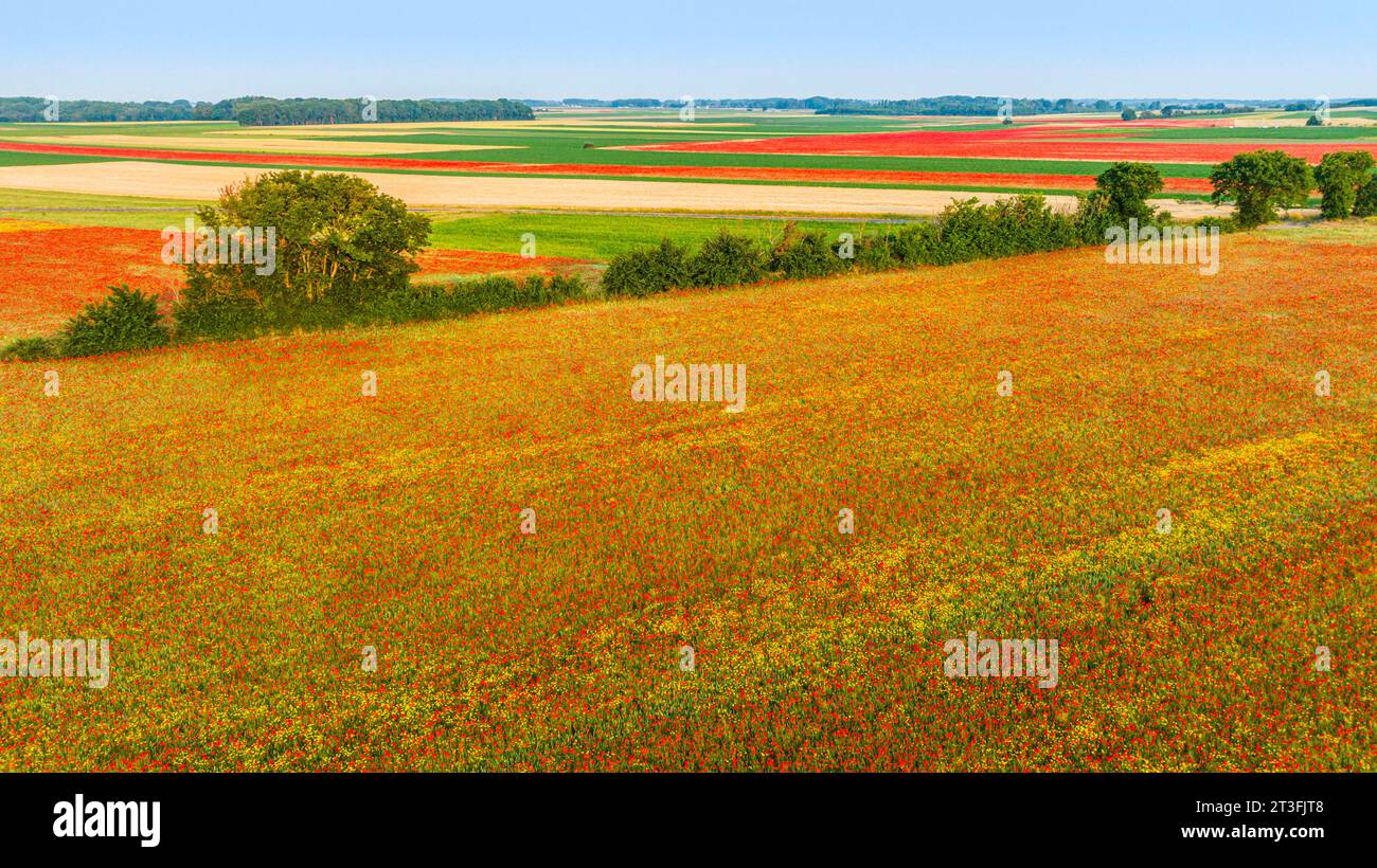 France, Somme, Baie de Somme, Saint-Valery-sur-Somme, Pendé, Fields of ...