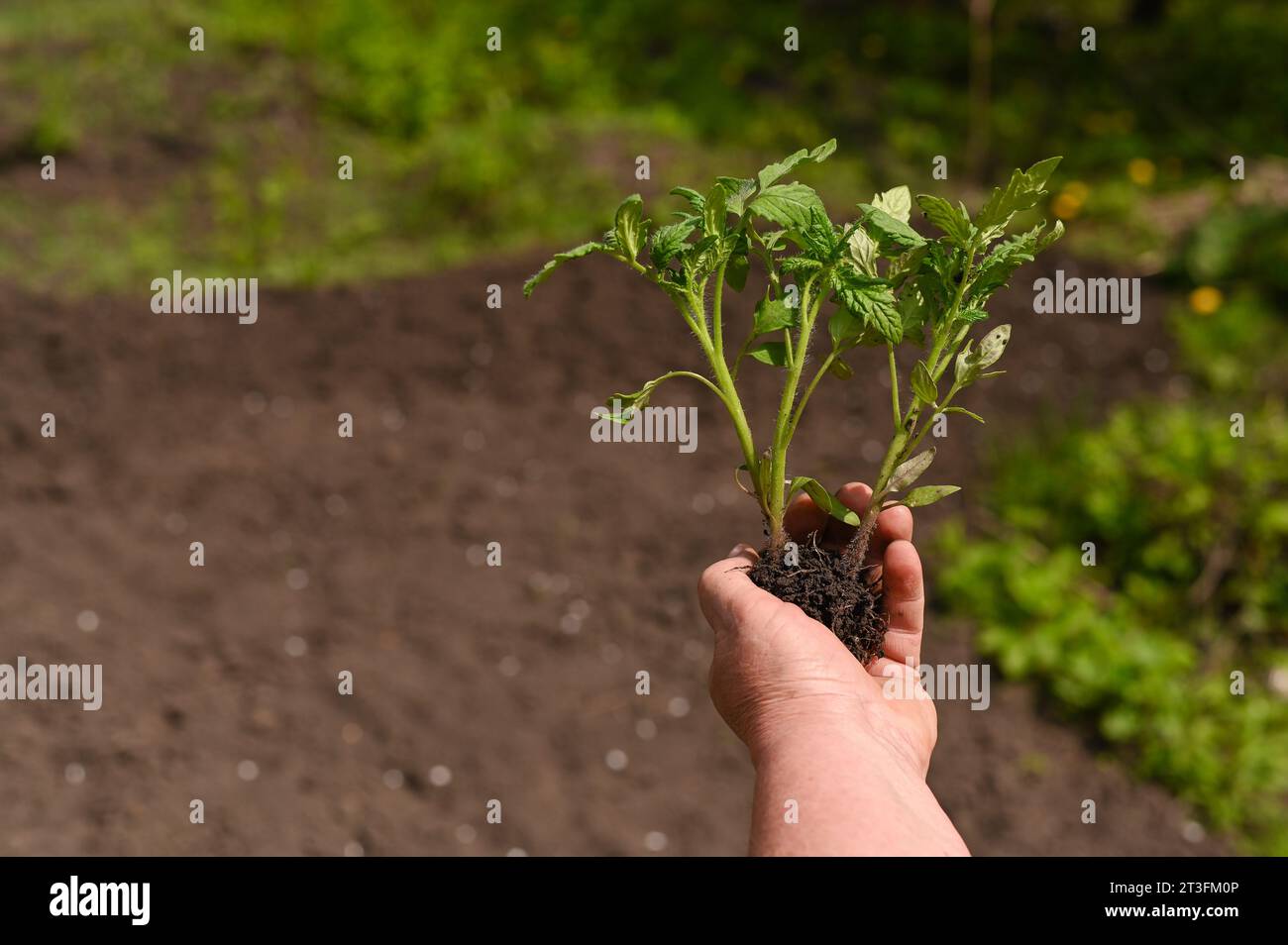 Planting tomato seedlings in the ground. close-up Stock Photo - Alamy