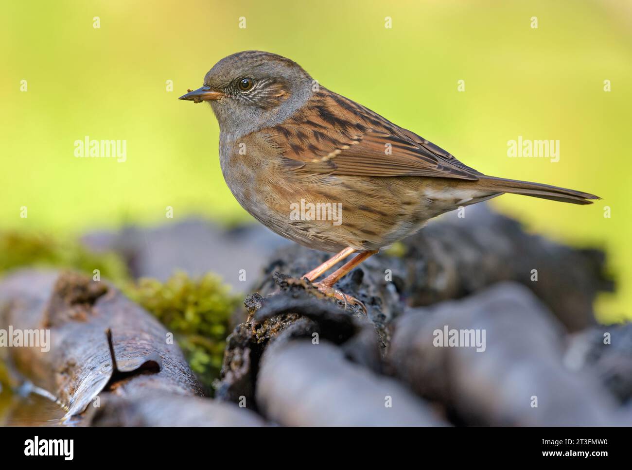 Head and body in full view hi-res stock photography and images - Alamy