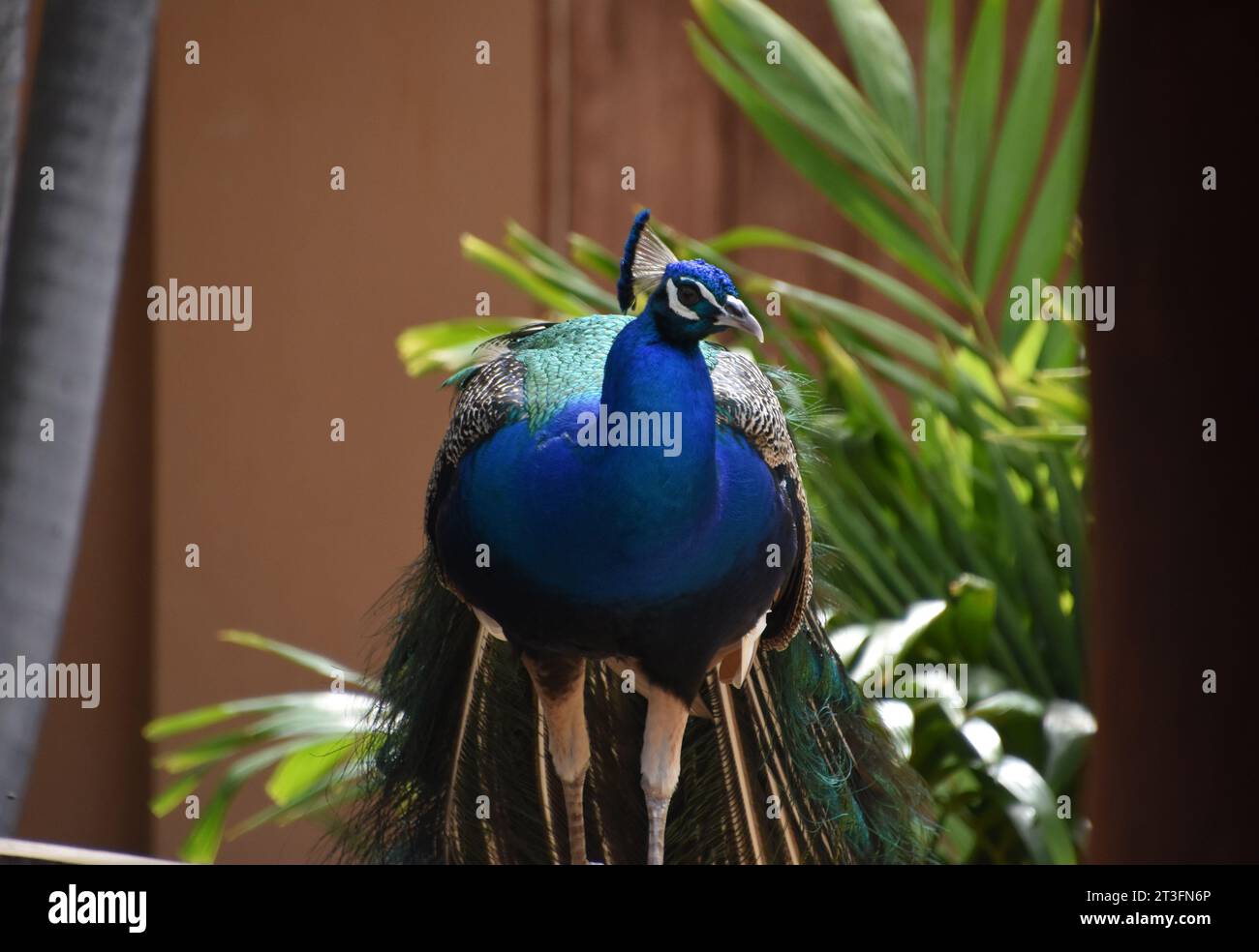 Direct look into the eye of a cobalt blue peacock in the wild Stock ...
