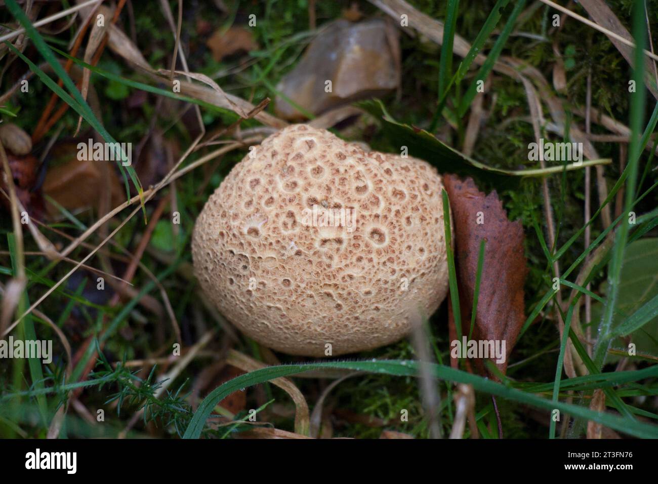Common Earthball fungus Stock Photo - Alamy