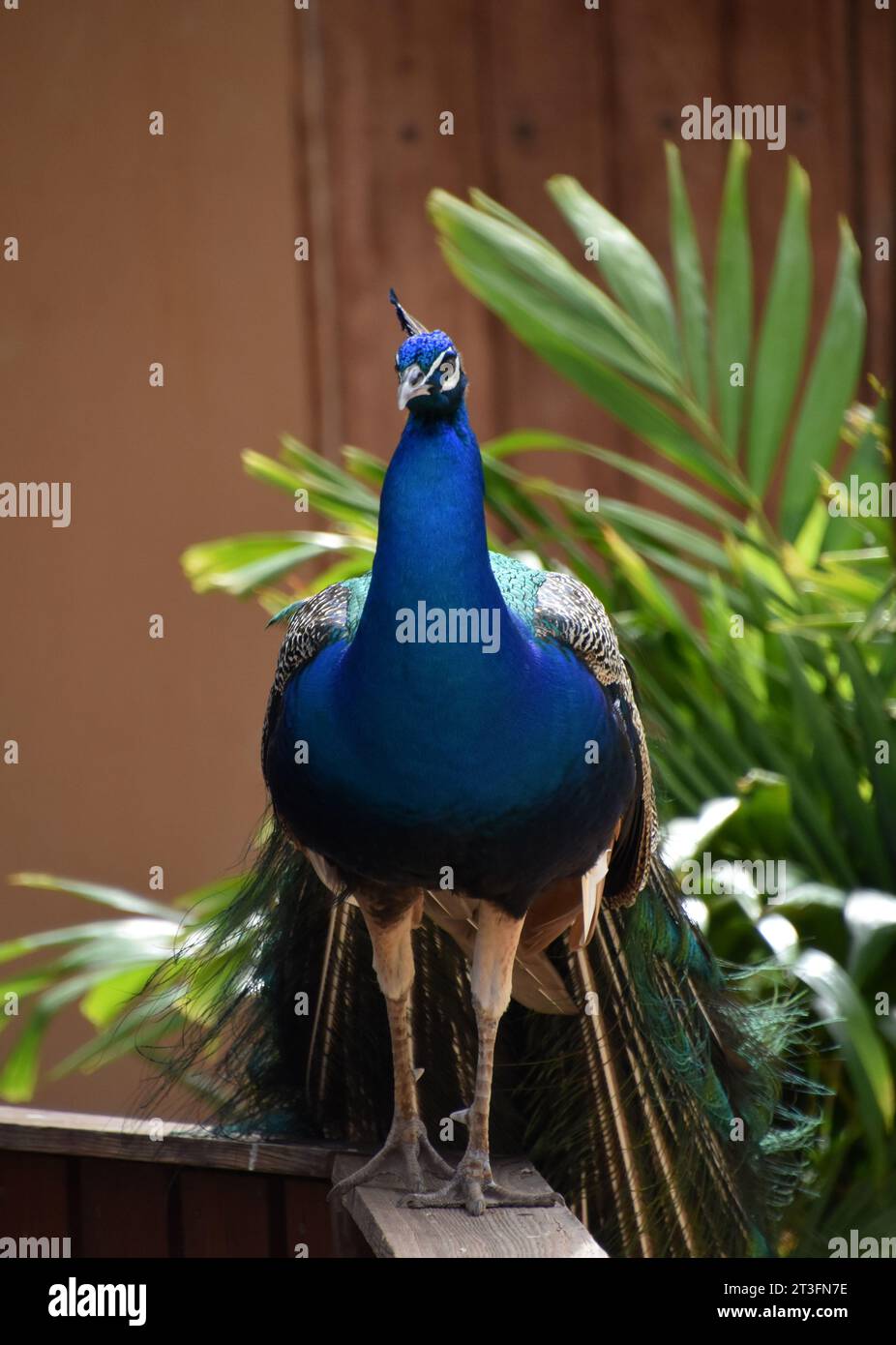 Pretty cobalt blue peafowl with feathers down and not in extension ...