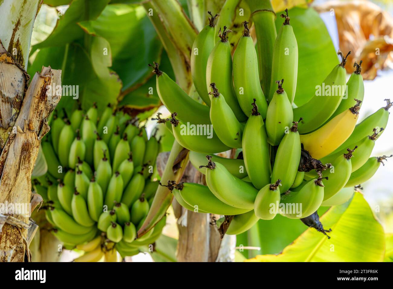 Dwarf Cavendish bananas from the Canary Islands banana leaves banana ...