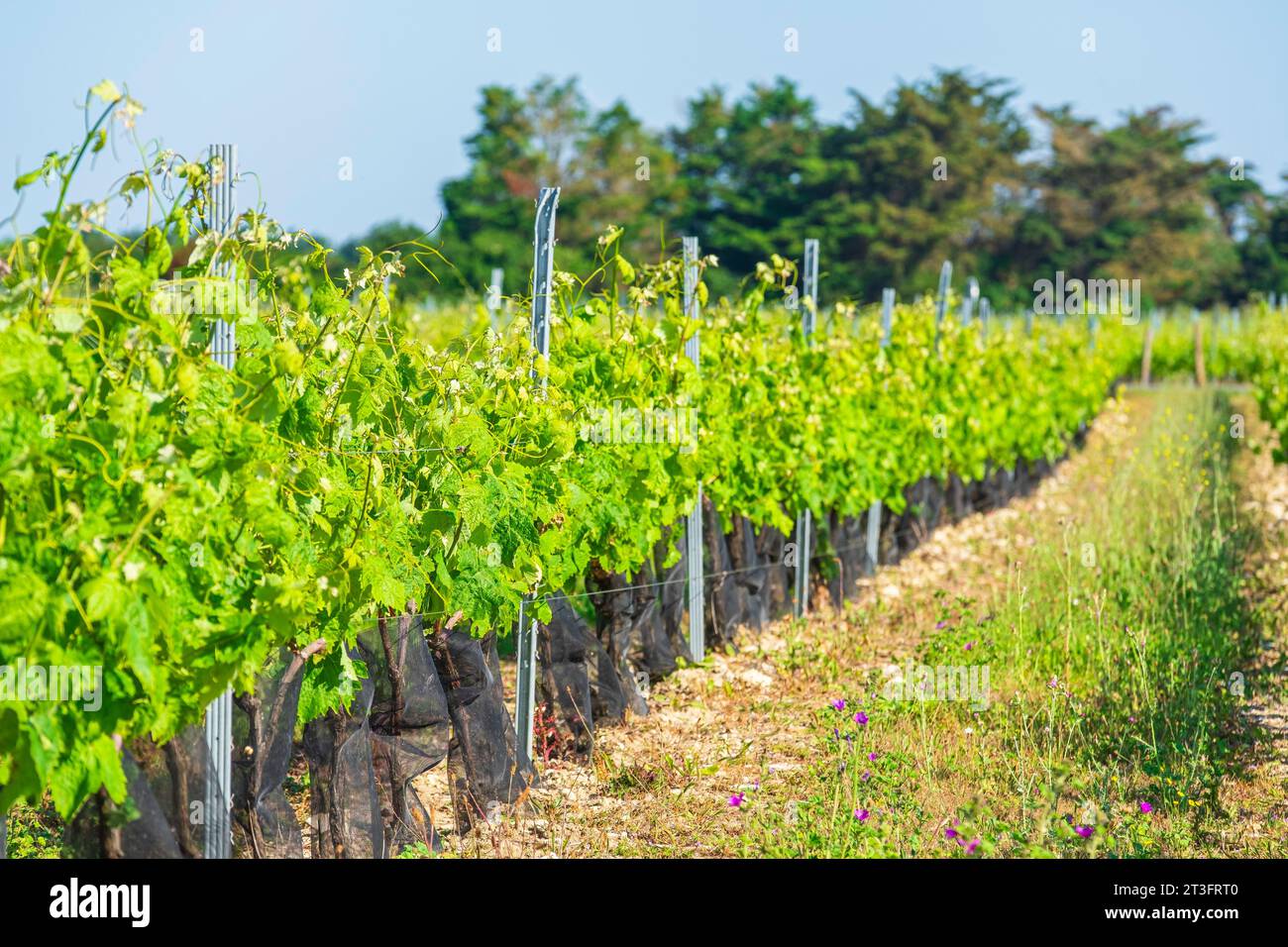Pgi label hi-res stock photography and images - Alamy