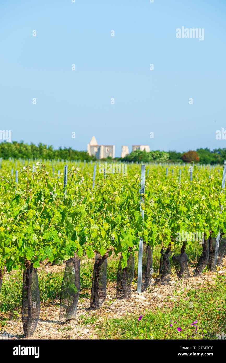 France, Charente Maritime, Ile de Re, La Flotte, Charentais Ile de Re ...