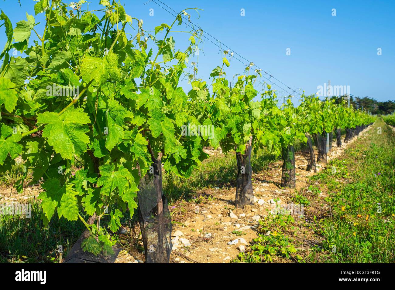 France, Charente Maritime, Ile de Re, La Flotte, Charentais Ile de Re ...