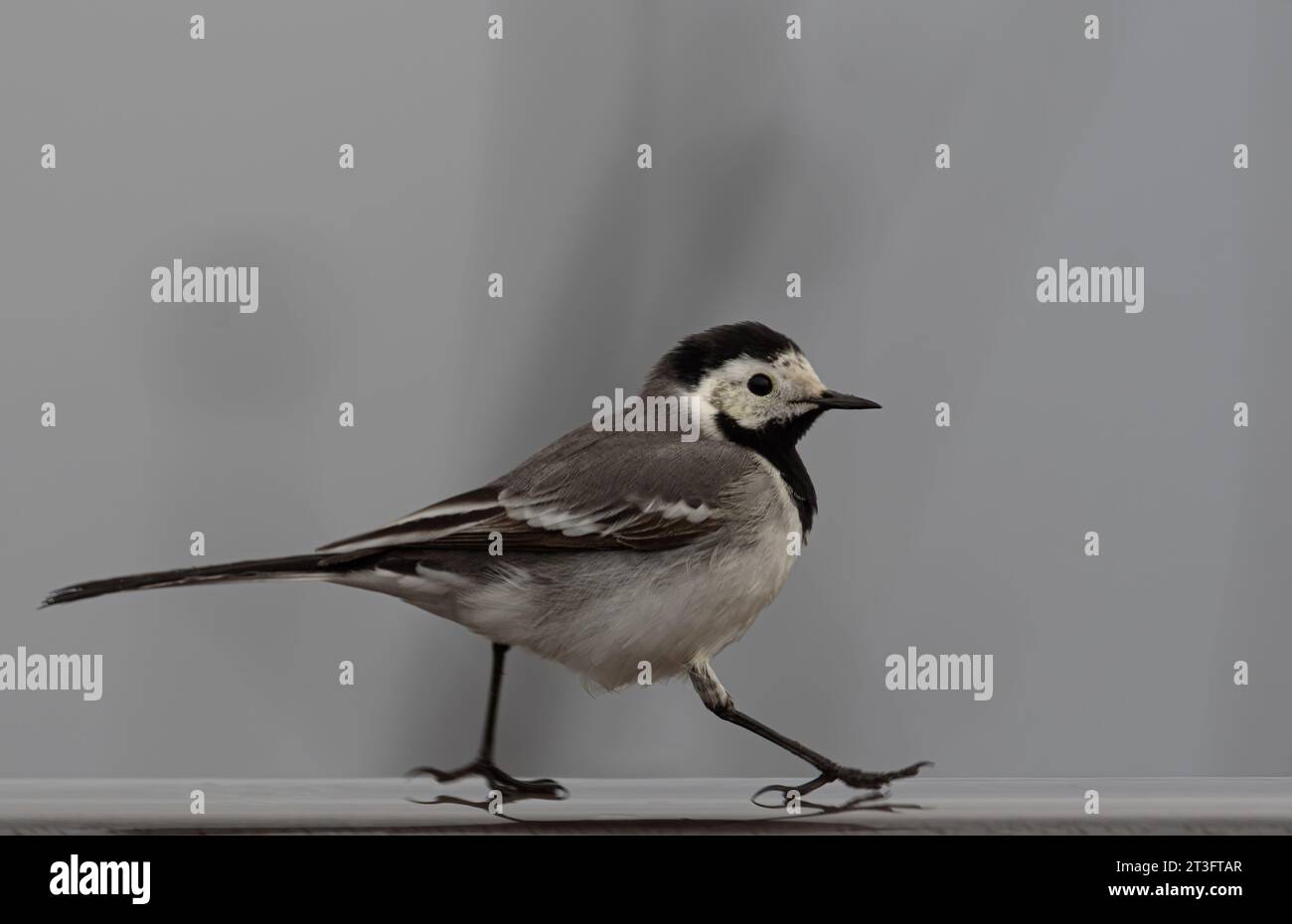 Animals around us. Wagtail bird walking on a balcony railing behind ...