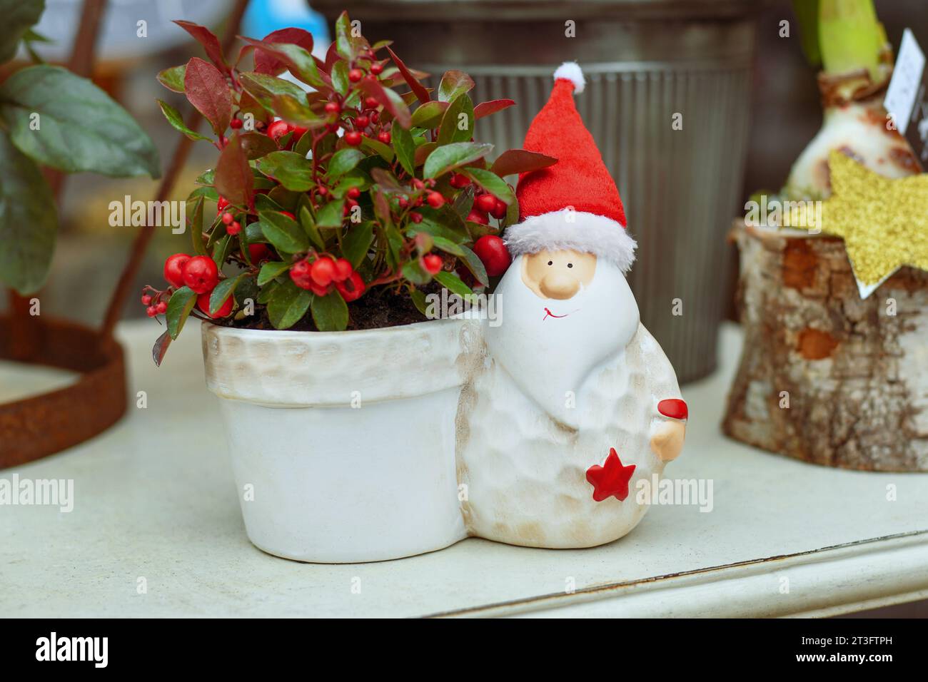 Decoration pot with santa claus and Gaultheria Procumbens - WIntergreen ...