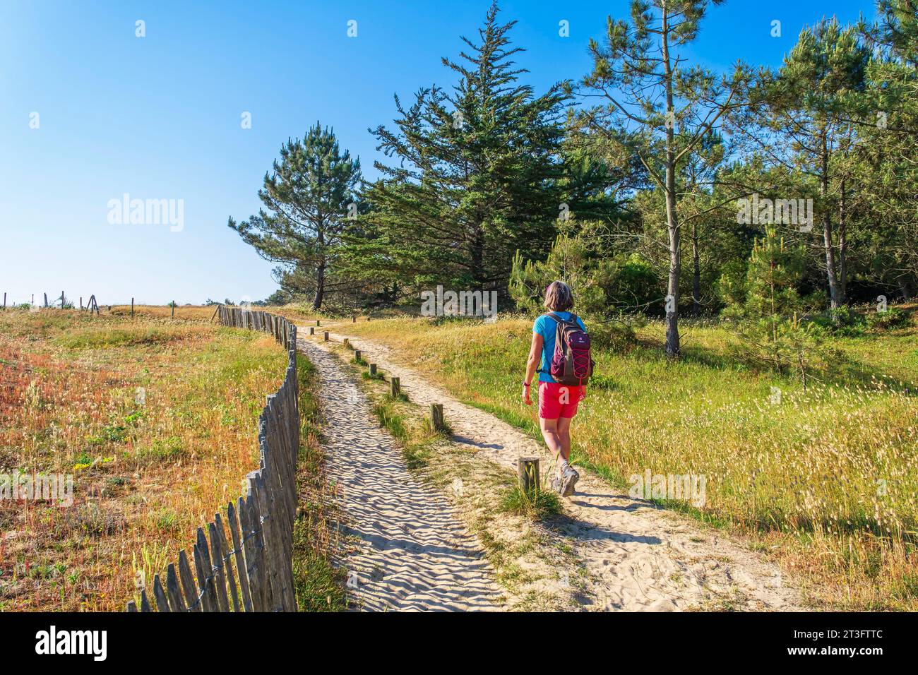 France, Vendée, Ile d'Yeu, the dune coast (northeast coast), hiking on ...
