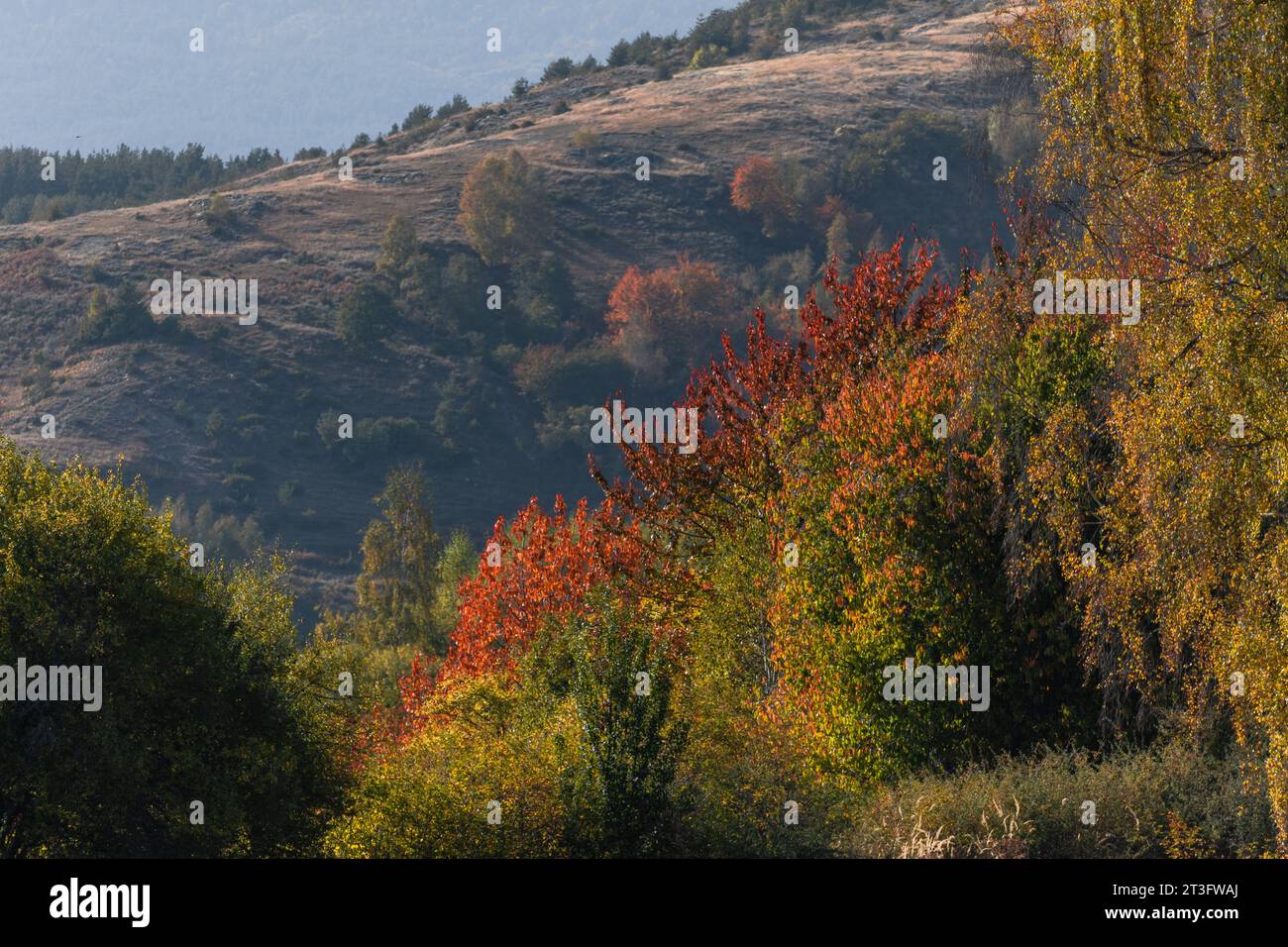 Autumn scenery of a colorful trees and beautiful hill in the background ...