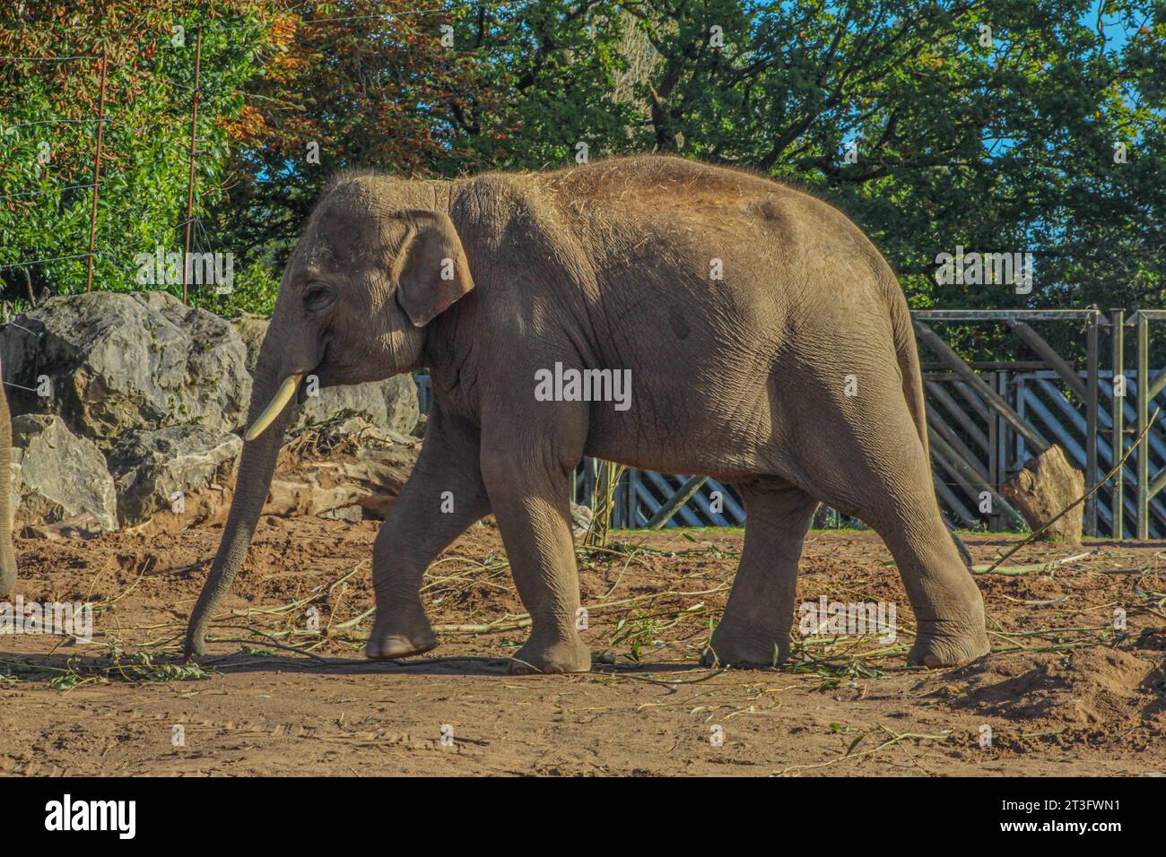 Elephant Chester Zoo Stock Photo - Alamy