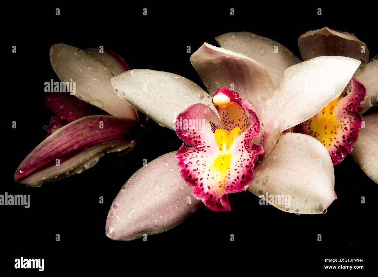 white cymbidium Isolated on black background Stock Photo - Alamy
