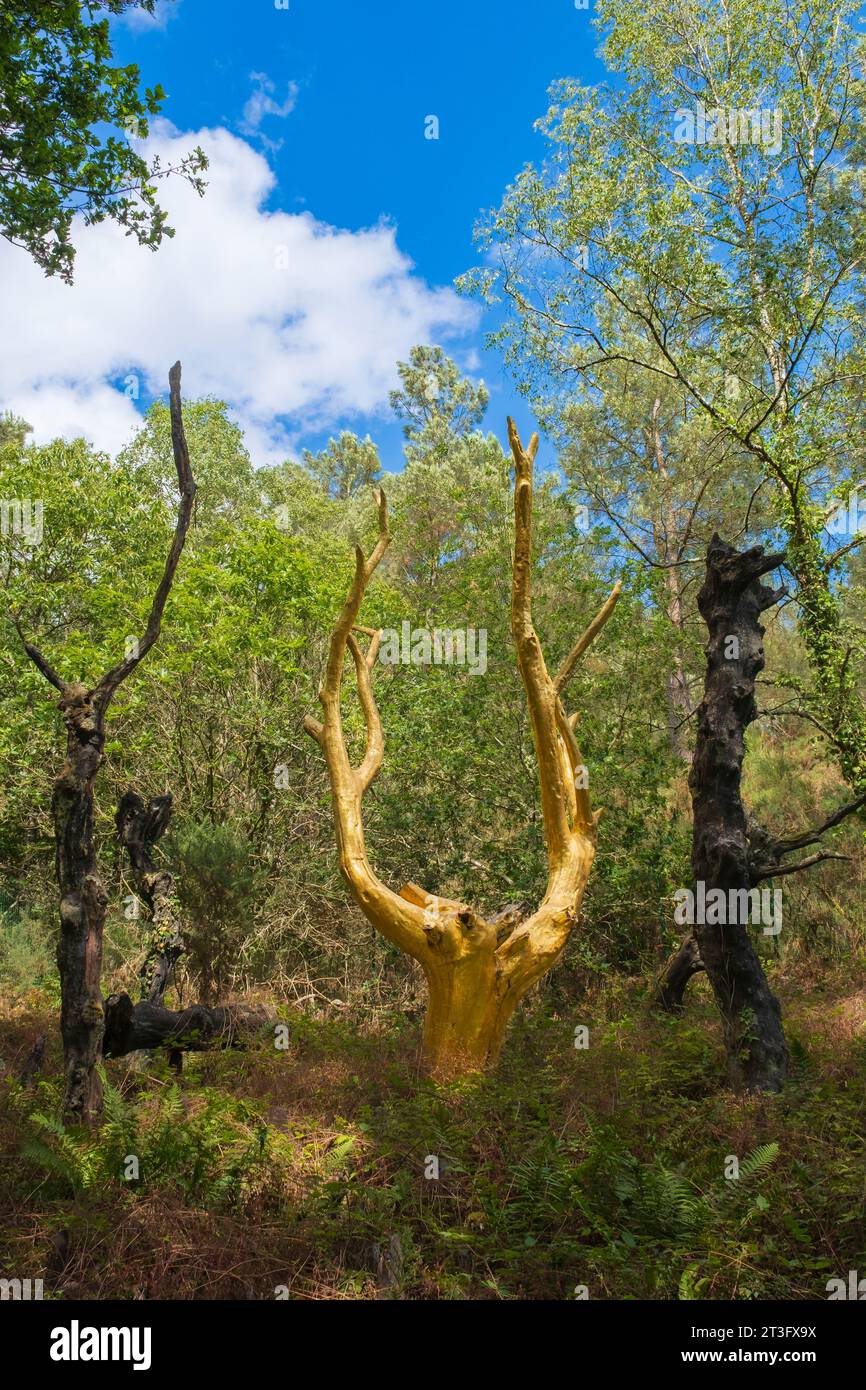France, Morbihan, Broceliande Forest, Trehorenteuc, Val Sans Retour ...