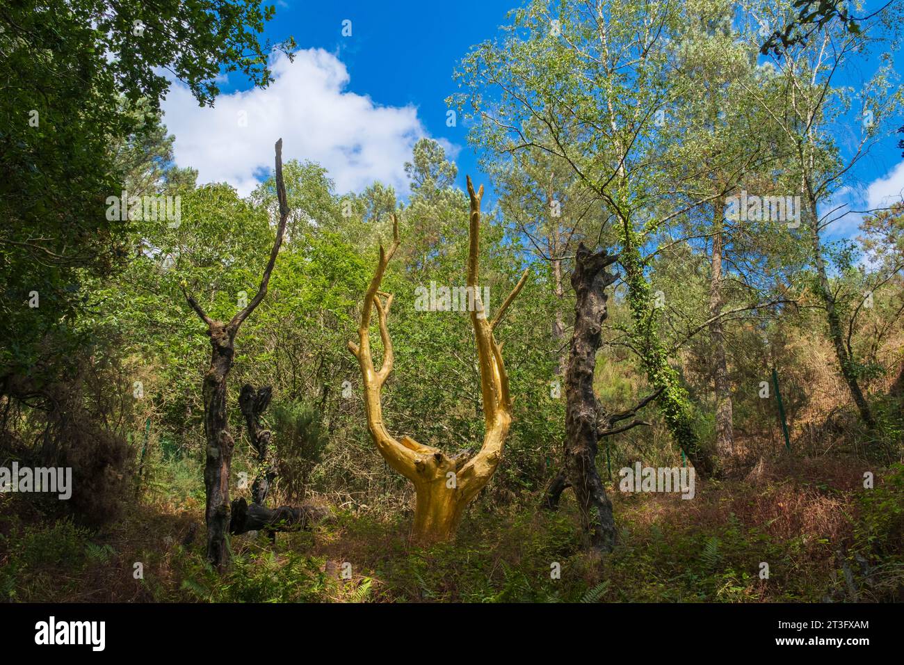 France, Morbihan, Broceliande Forest, Trehorenteuc, Val Sans Retour ...