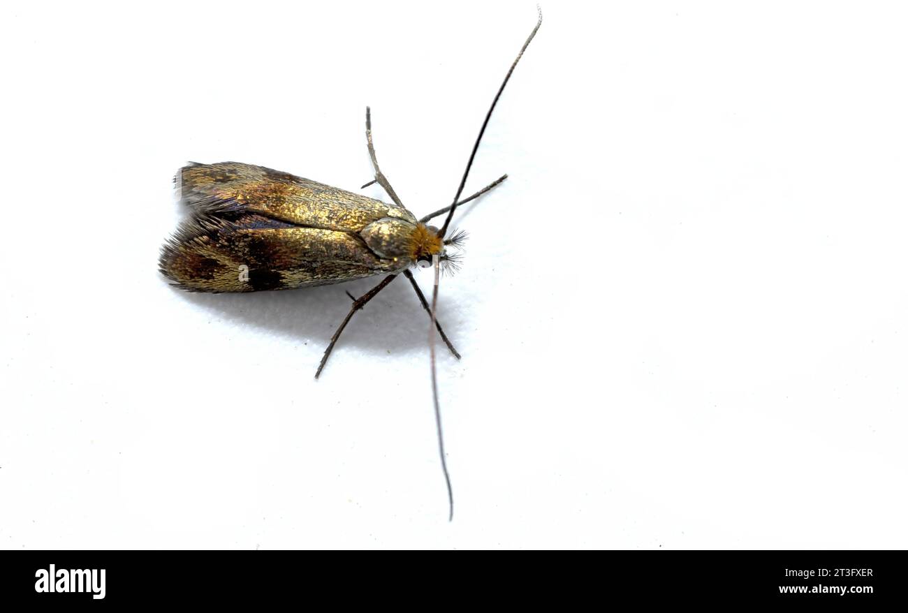 Small Adult Phereoeca Moth of the order lepidopteraPhereoeca isolated ...