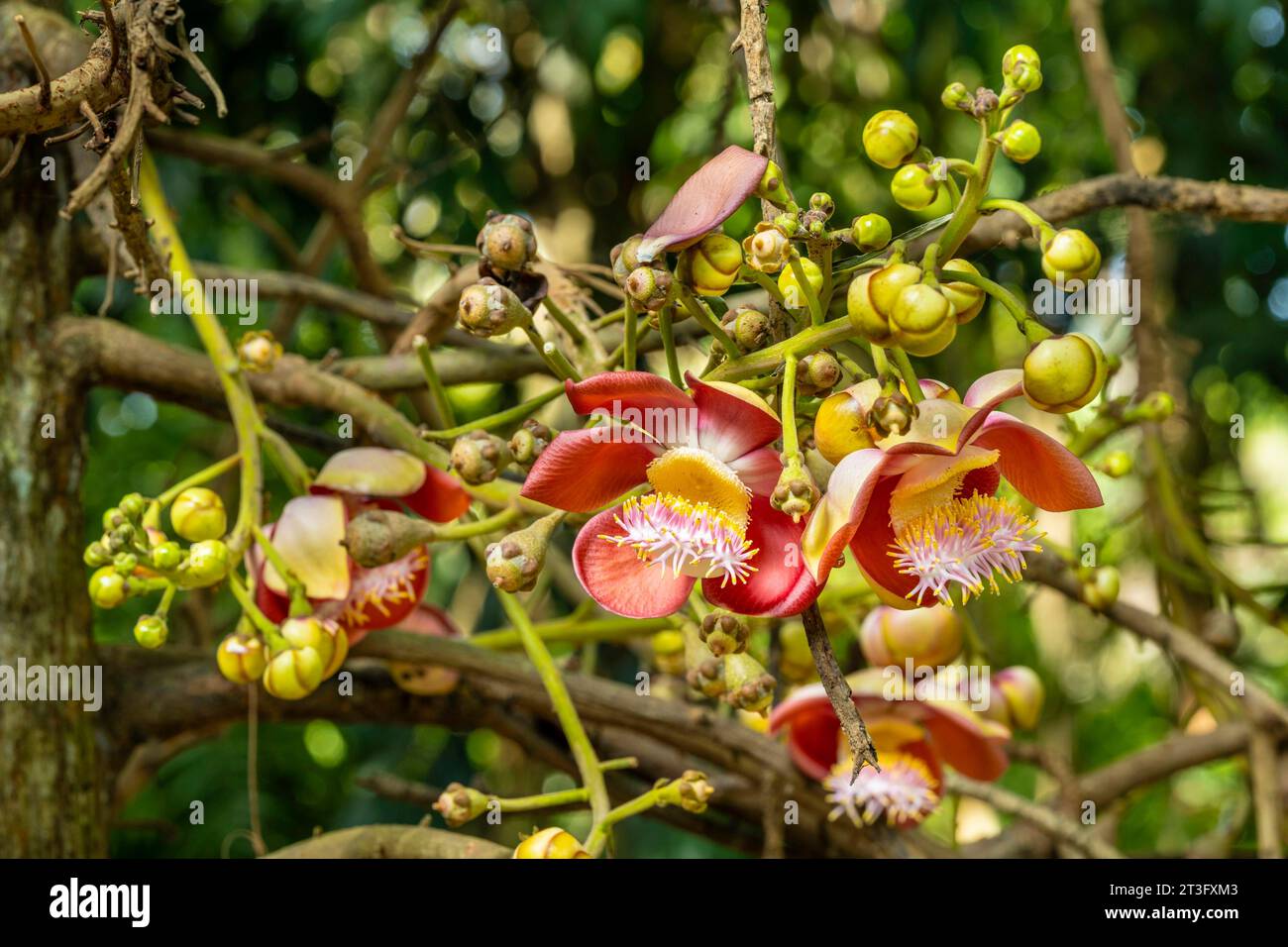 Papua New Guinea, National Capital District, Port Moresby, Nature Park ...