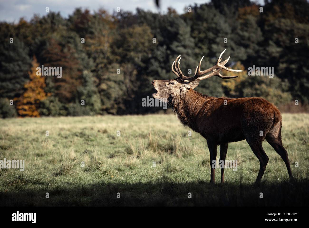 Stag in the wild during the rutting season. Photograph taken during ...