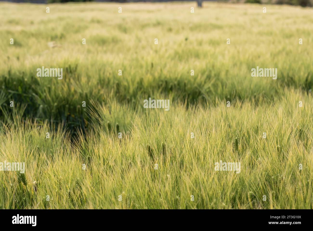Wheat waves hi-res stock photography and images - Alamy