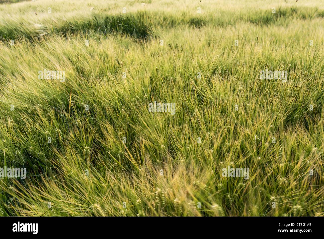 Wheat waves hi-res stock photography and images - Alamy