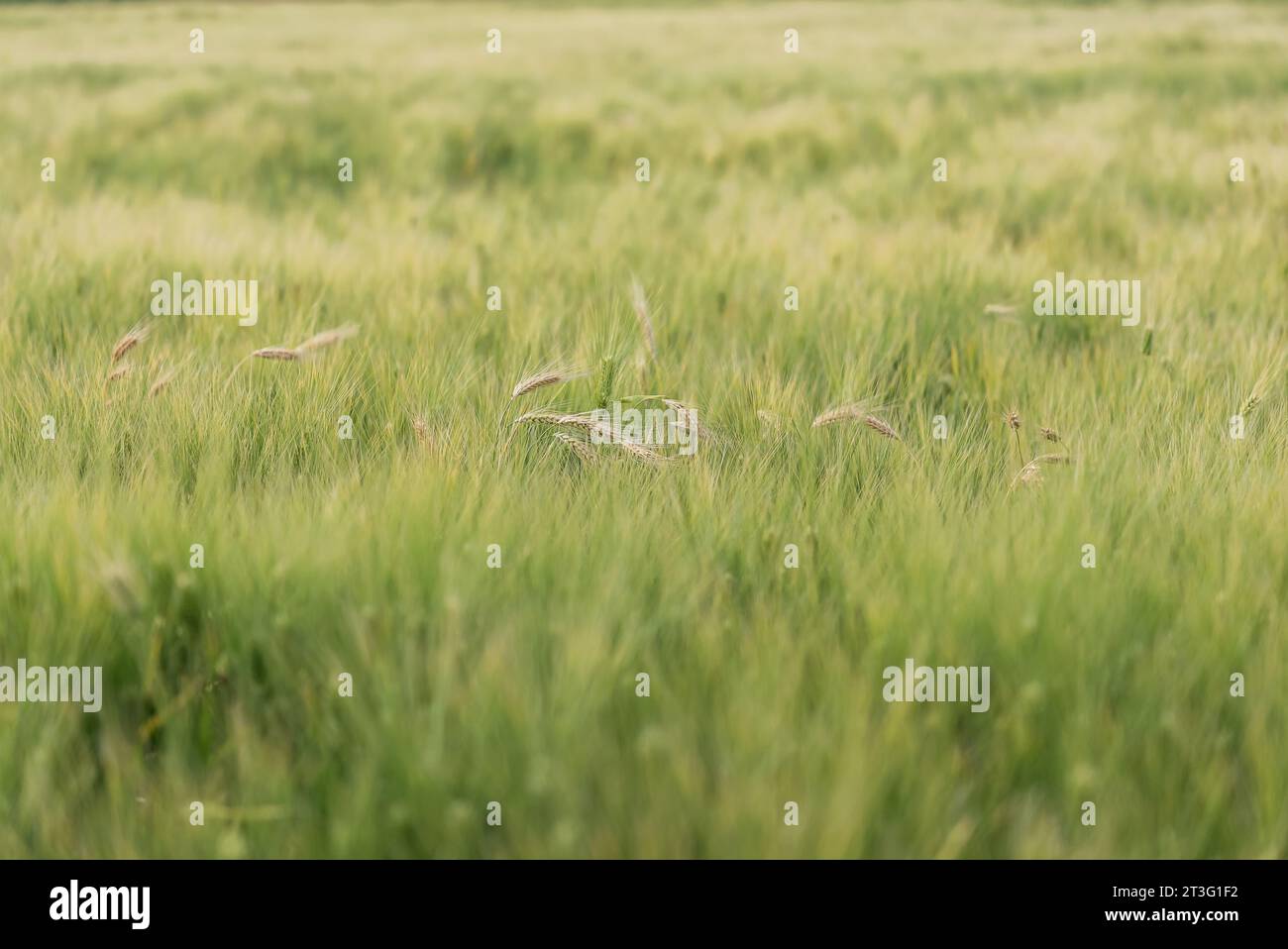 Waves of wheat hi-res stock photography and images - Alamy