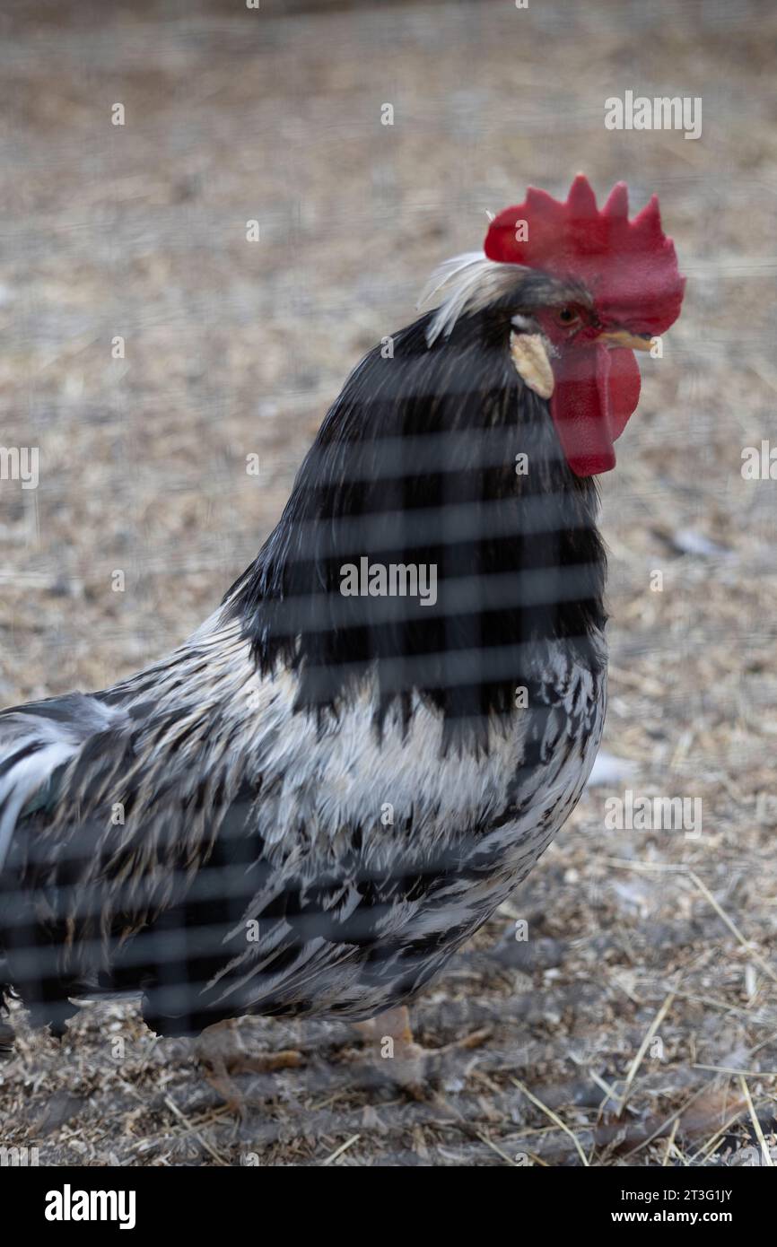 Icelandic rooster hi-res stock photography and images - Alamy