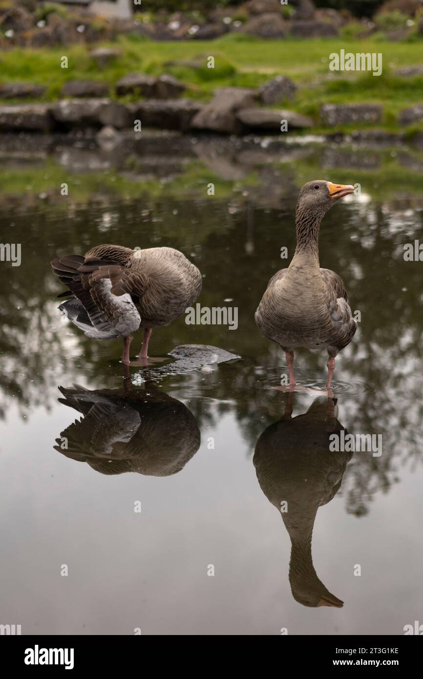 Angry goose hi-res stock photography and images - Alamy