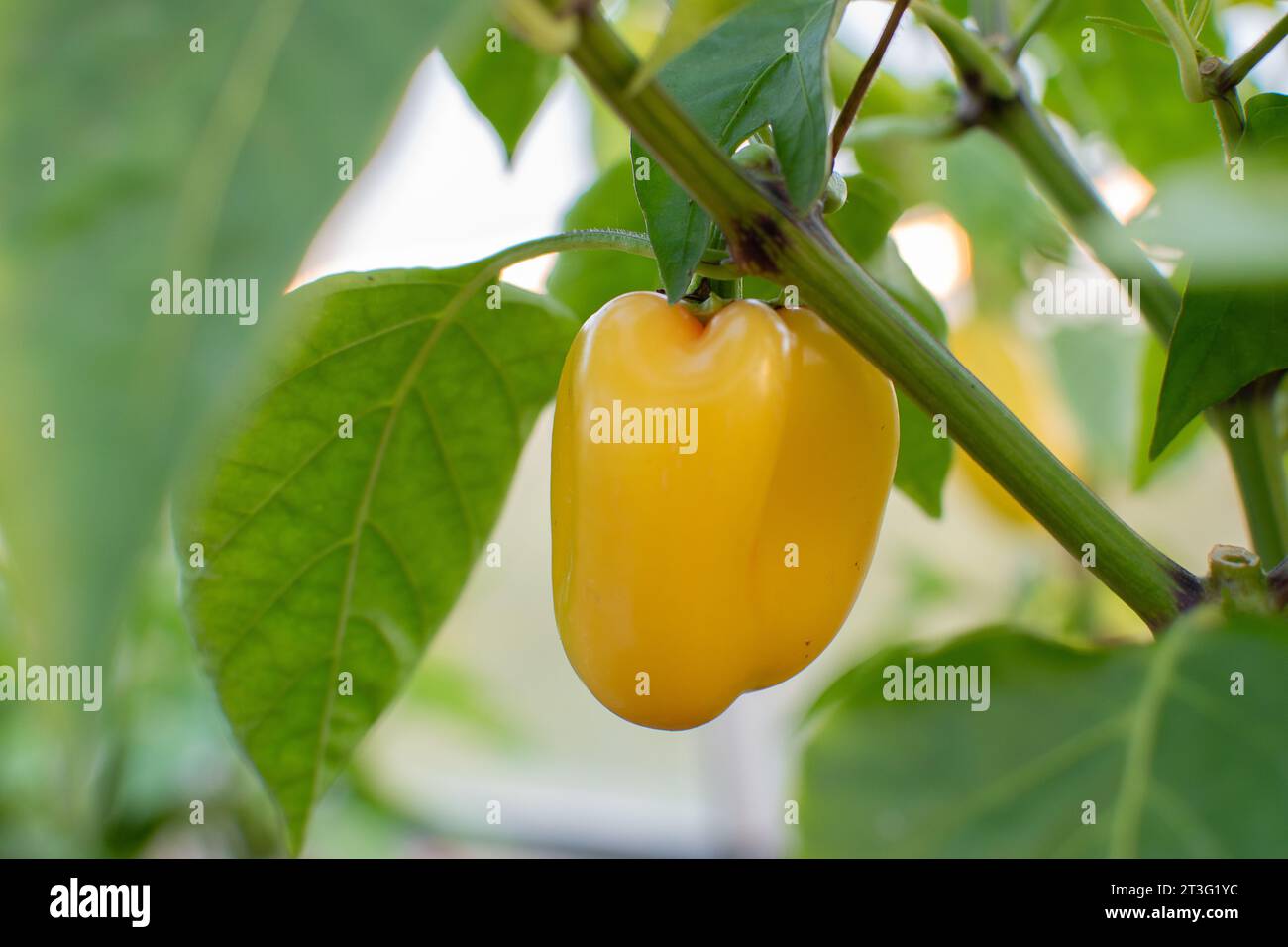 Yellow pepper grows in a greenhouse in the garden Stock Photo - Alamy