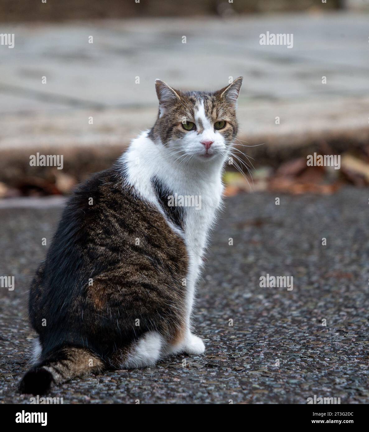 London, England, UK. 25th Oct, 2023. UK Prime Minister's office's cat ...