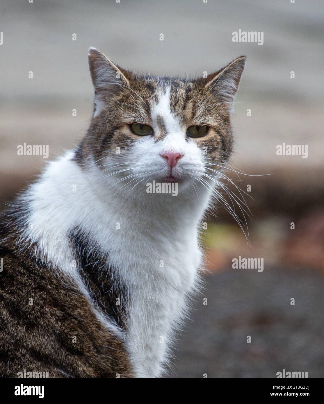 London, England, UK. 25th Oct, 2023. UK Prime Minister's office's cat ...