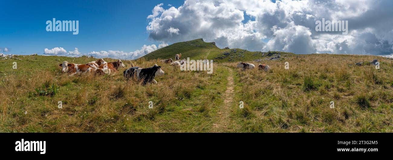 Grand Colombier Pass. View of a herd of cows sitting on the Col Du ...
