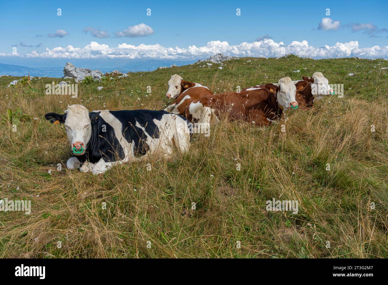 Grand Colombier Pass. View of a herd of cows sitting on the Col Du ...