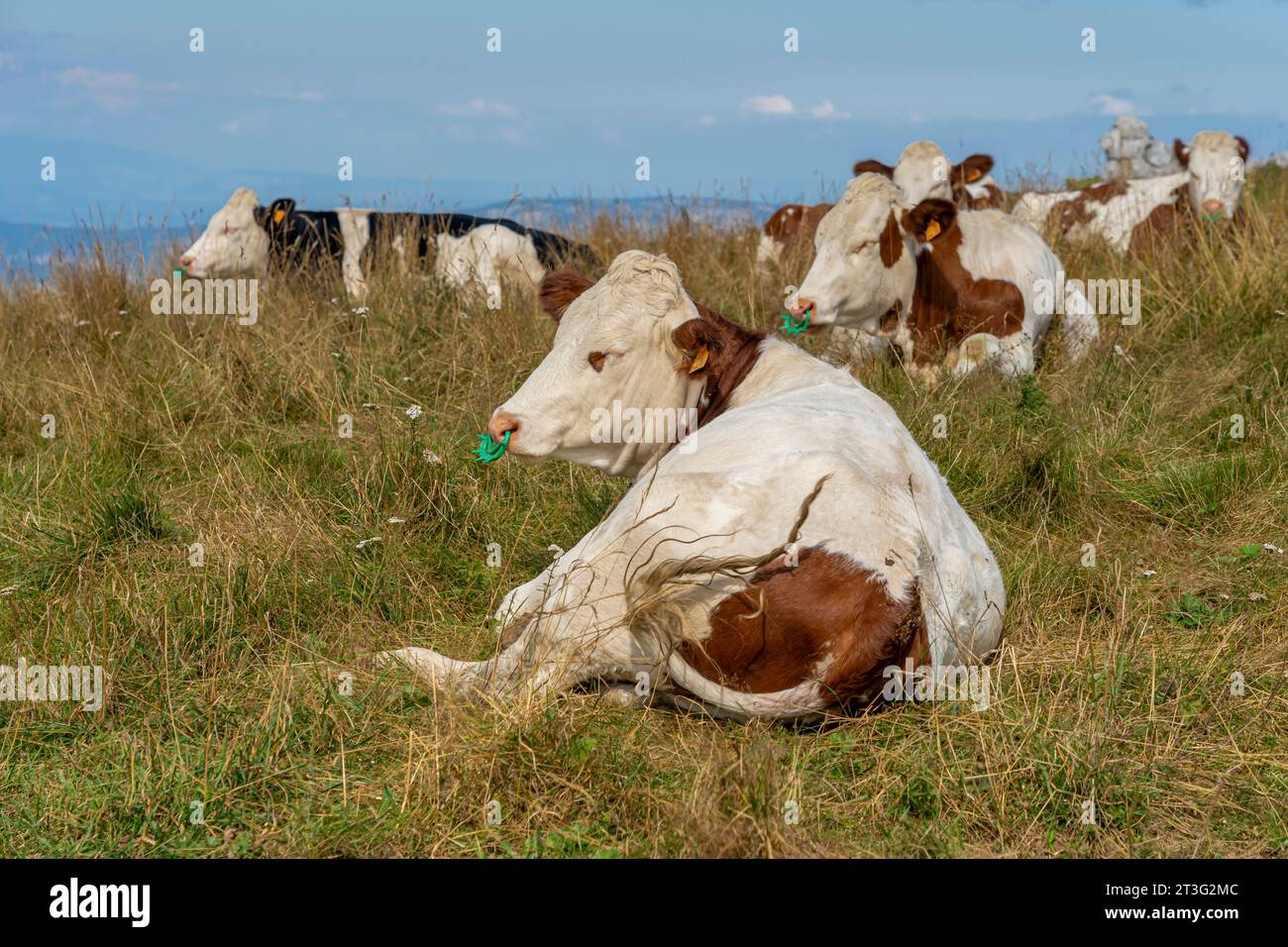 Grand Colombier Pass. View of a herd of cows sitting on the Col Du ...