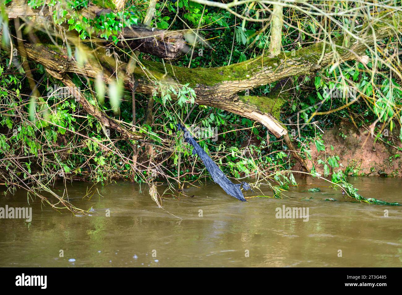 Plastic rubbish caught in the vegitation next to a stream that has ...