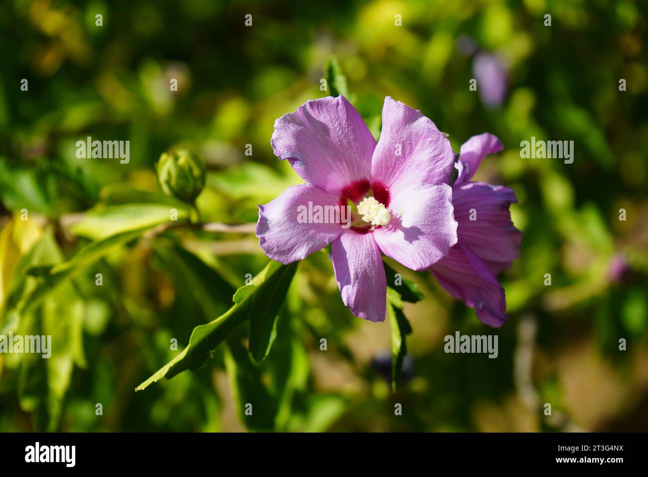 Hibiscus syriacus (Rose of Sharon) is deciduous shrub, upright and vase ...