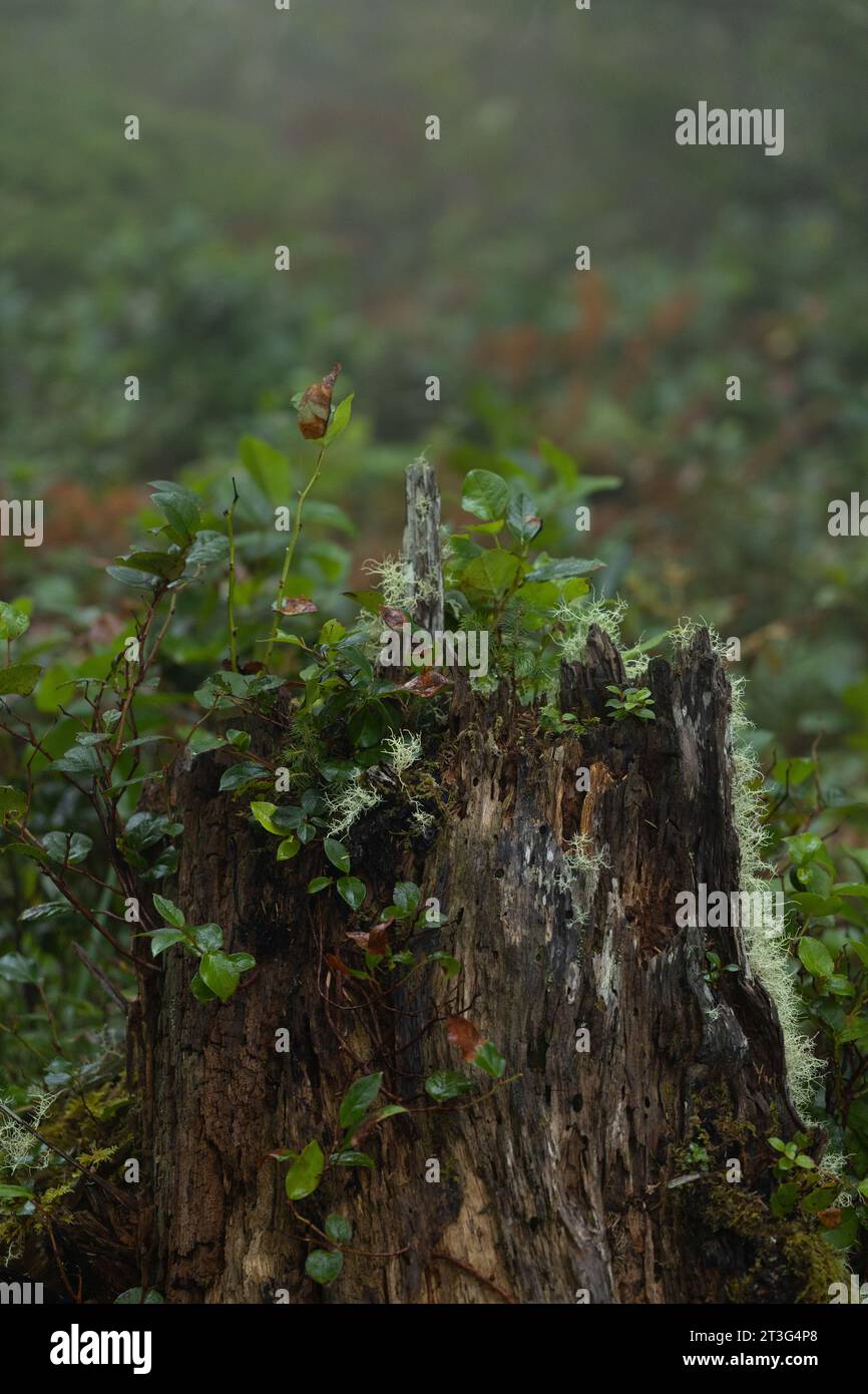 A tree stump covered with lichen and foliage, in a dark, foggy forest ...