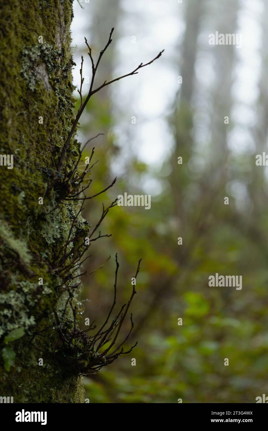 Small, branches protruding from the side of a lichen and moss covered ...
