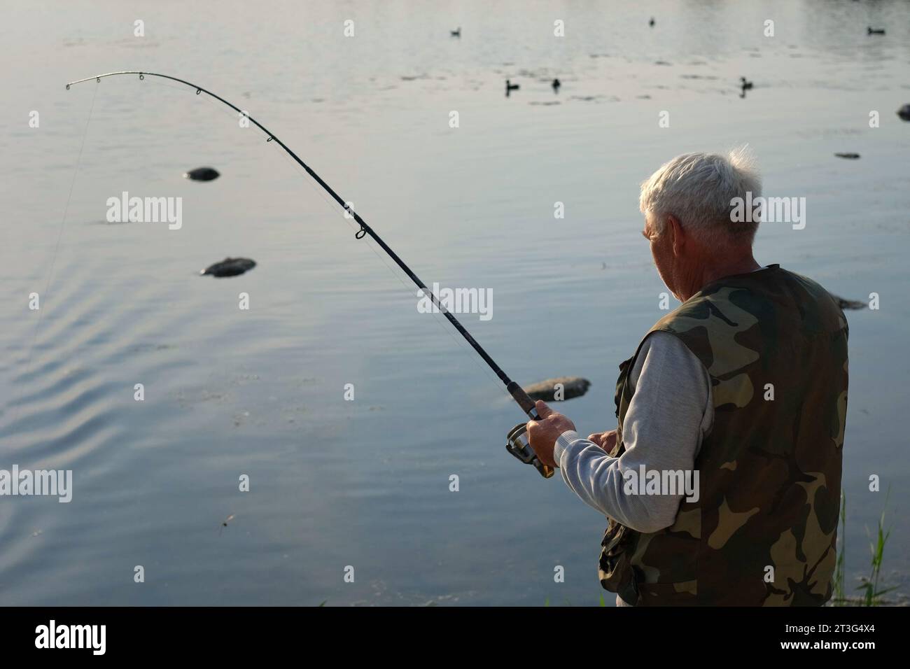 Old man fishing. Senior gray haired fisherman throws a spinning from ...