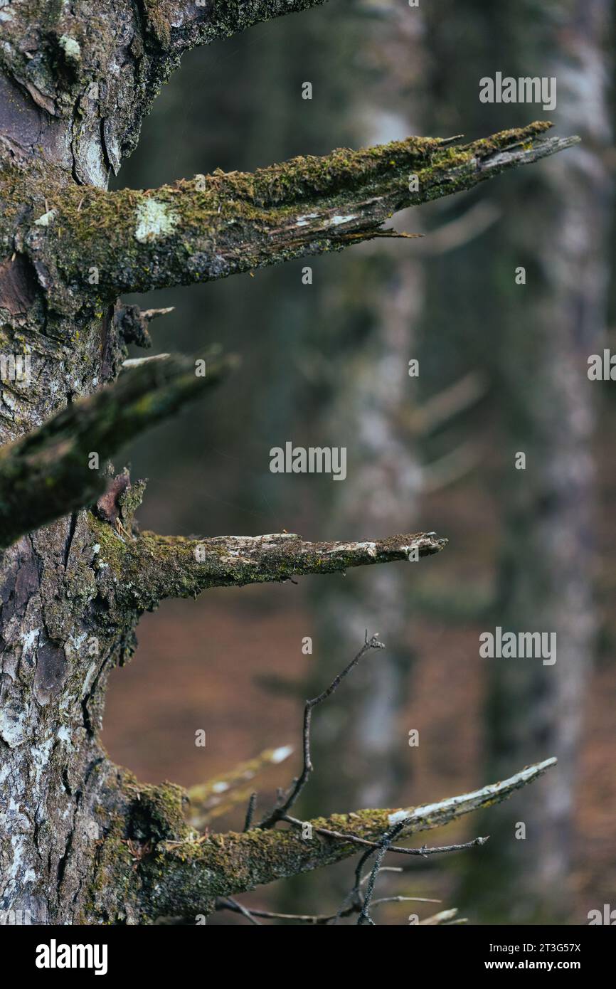 Sharp branches protruding from a tree in a dark spooky forest Stock ...