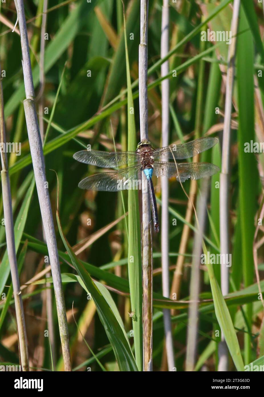East anglia wildlife hi-res stock photography and images - Alamy