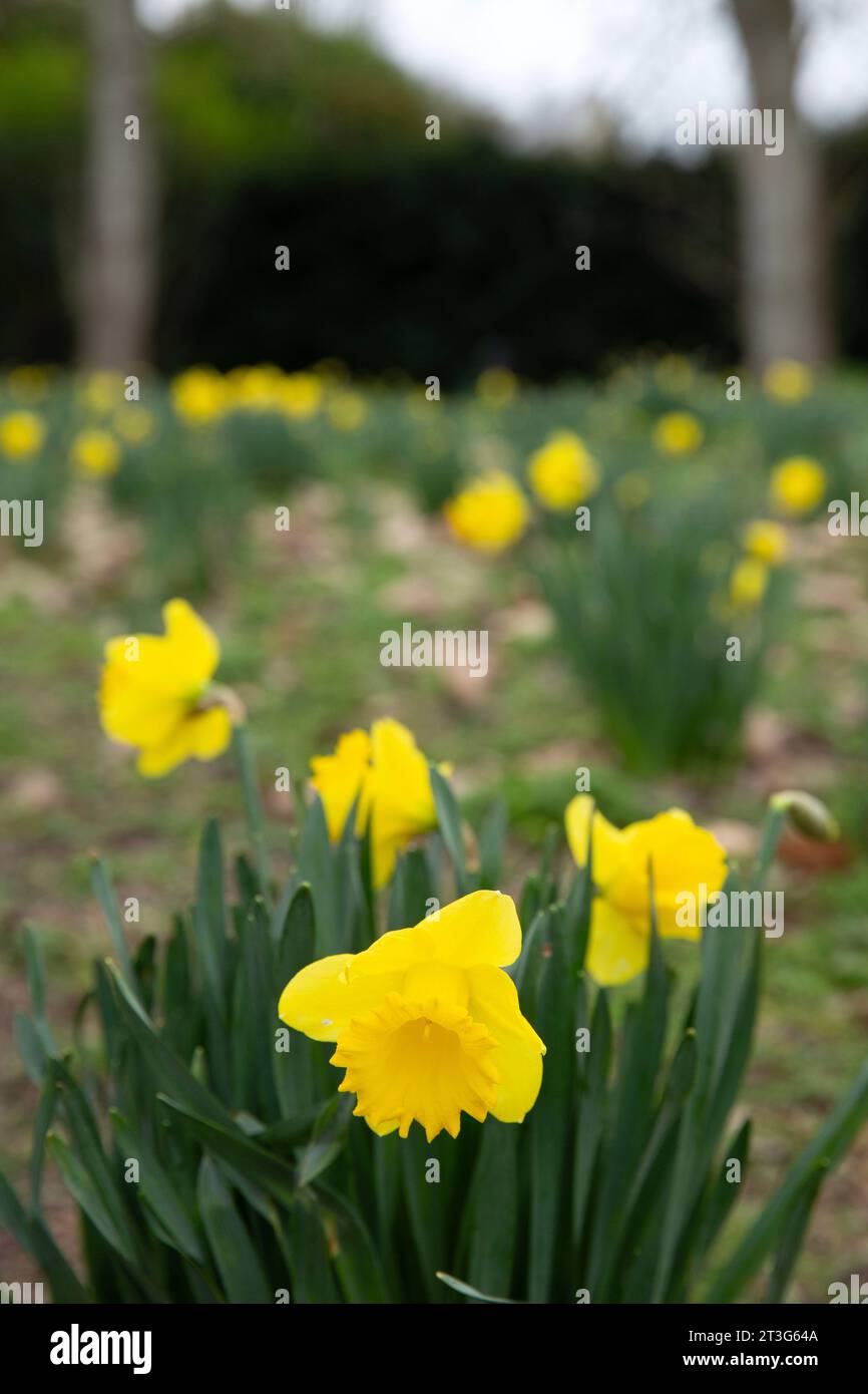 Group blooming daffodils tree hi-res stock photography and images - Alamy