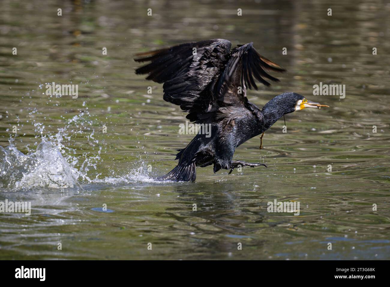 A great cormorant taking off on a pond, twig in bill, sunny day in ...