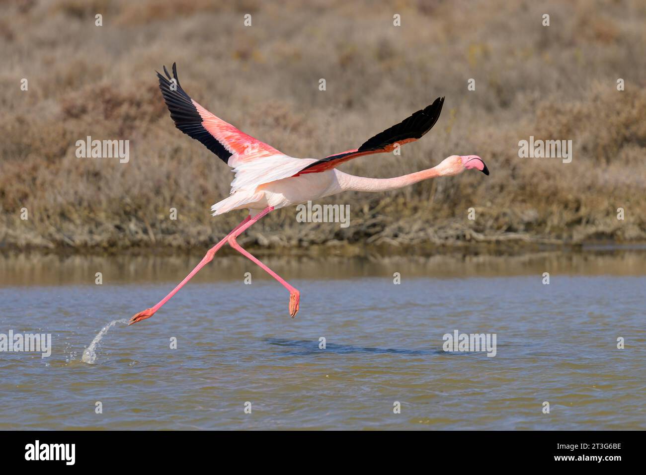 A Greater Flamingo running for take off, sunny morning in springtime ...